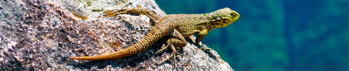 North Country HealthCare Bullhead City, AZ CHC & Community Health Center